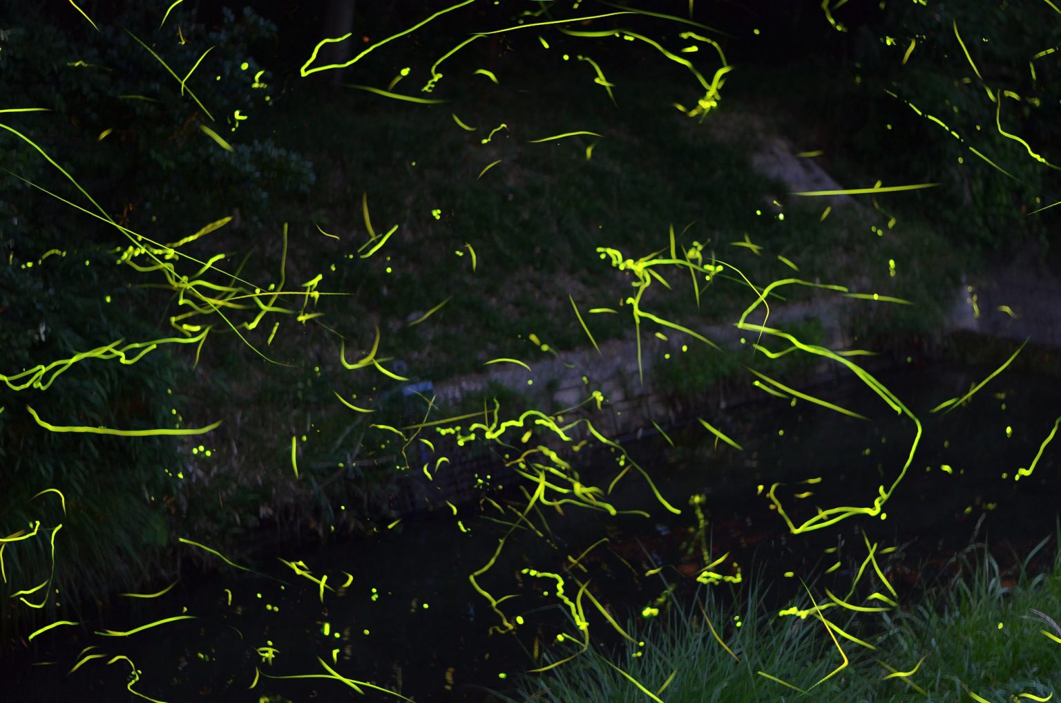 H&R Consultants | A Fun Summer School?! The Okazaki Firefly School